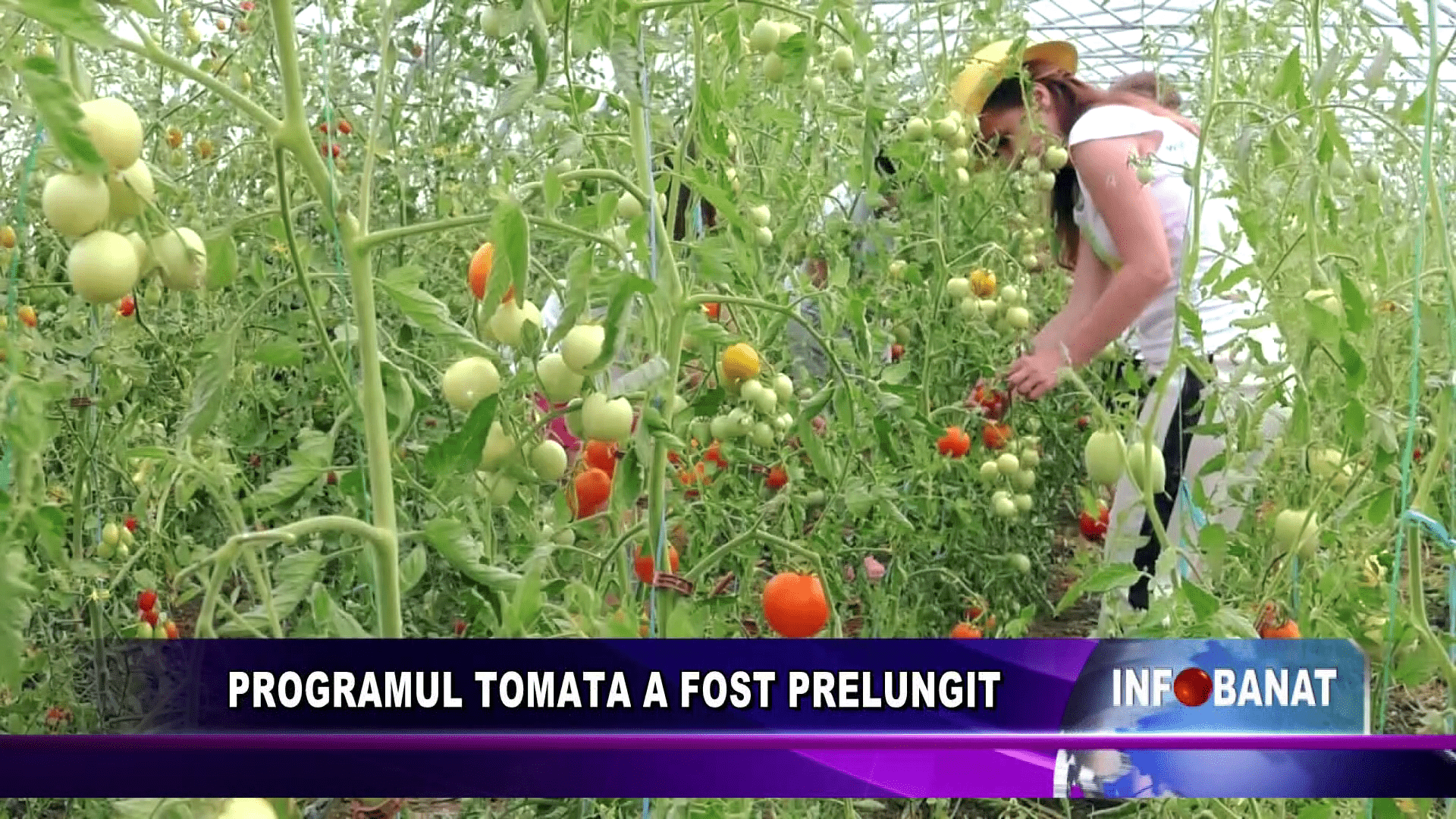Programul Tomata a fost prelungit – Banat TV | ține cu tine