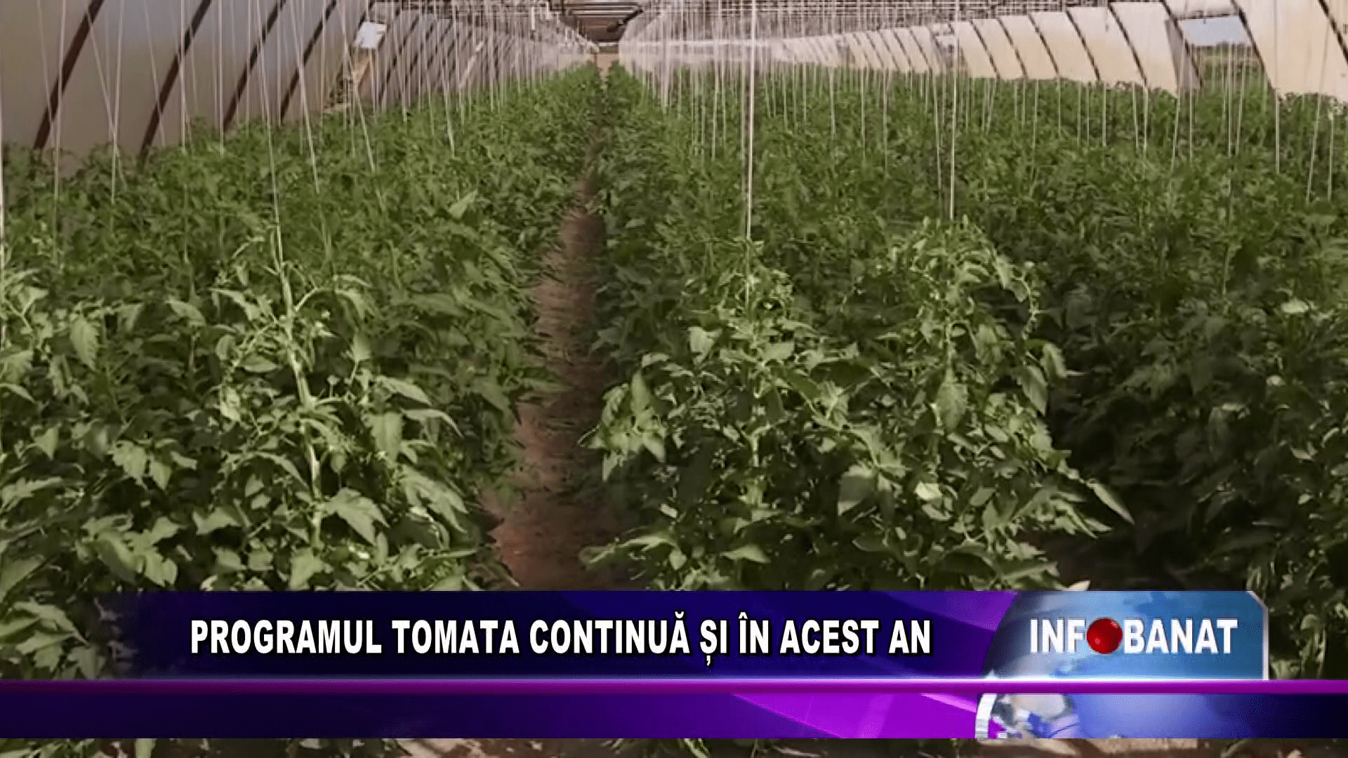 Programul Tomata continuă și în acest an – Banat TV | ține cu tine
