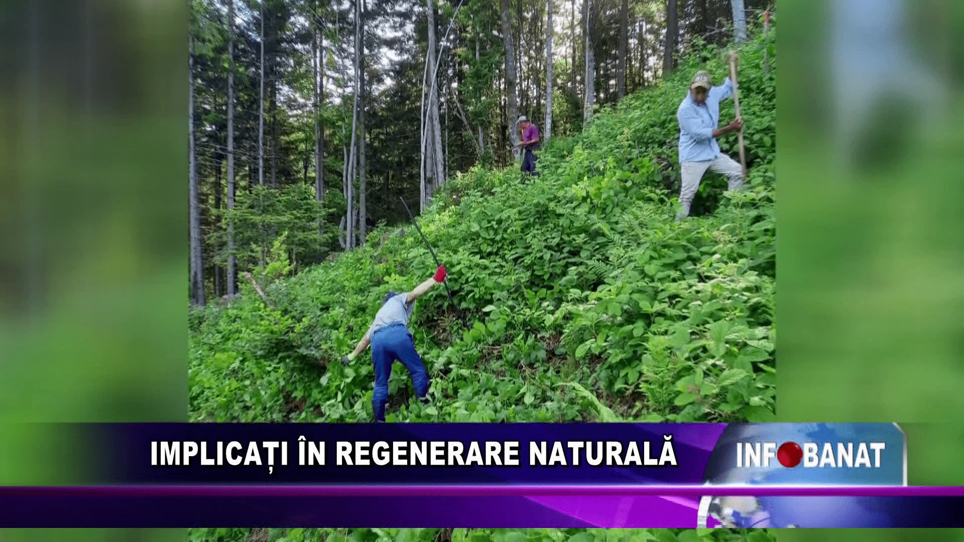 Implicați în regenerare naturală – Banat TV | ține cu tine