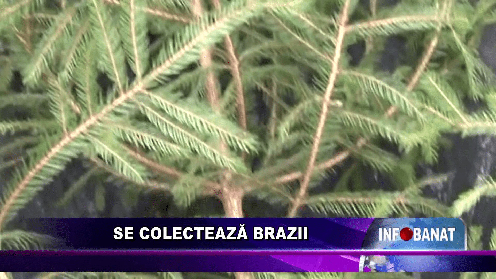 Se colectează brazii – Banat TV | ține cu tine