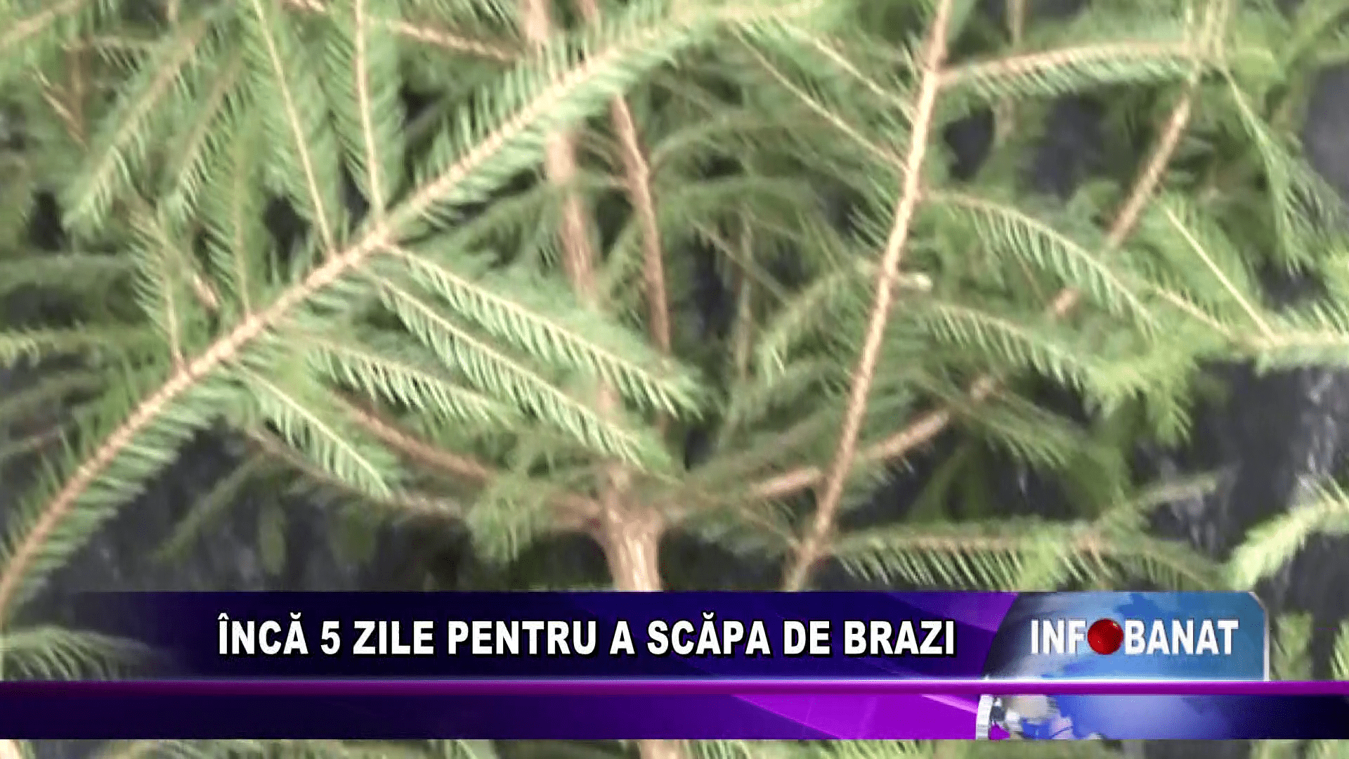 Încă 5 zile pentru a scăpa de brazi – Banat TV | ține cu tine