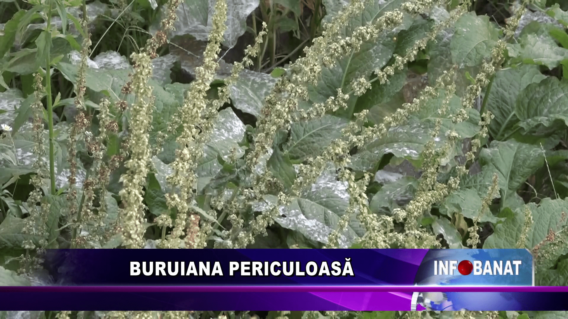 Buruiana periculoasă – Banat TV | ține cu tine