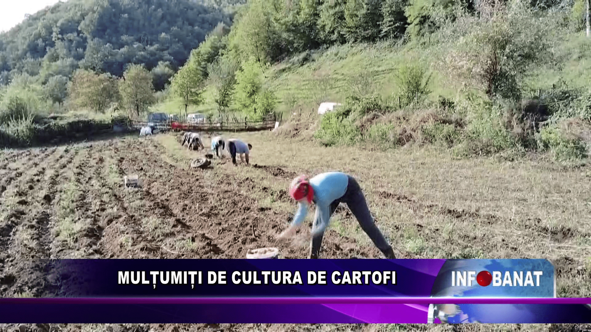 Mulțumiți de cultura de cartofi – Banat TV | ține cu tine