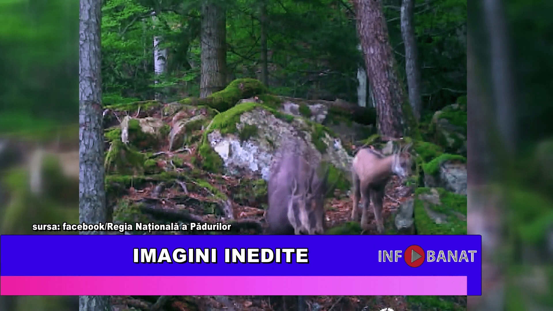 Imagini inedite – Banat TV | ține cu tine