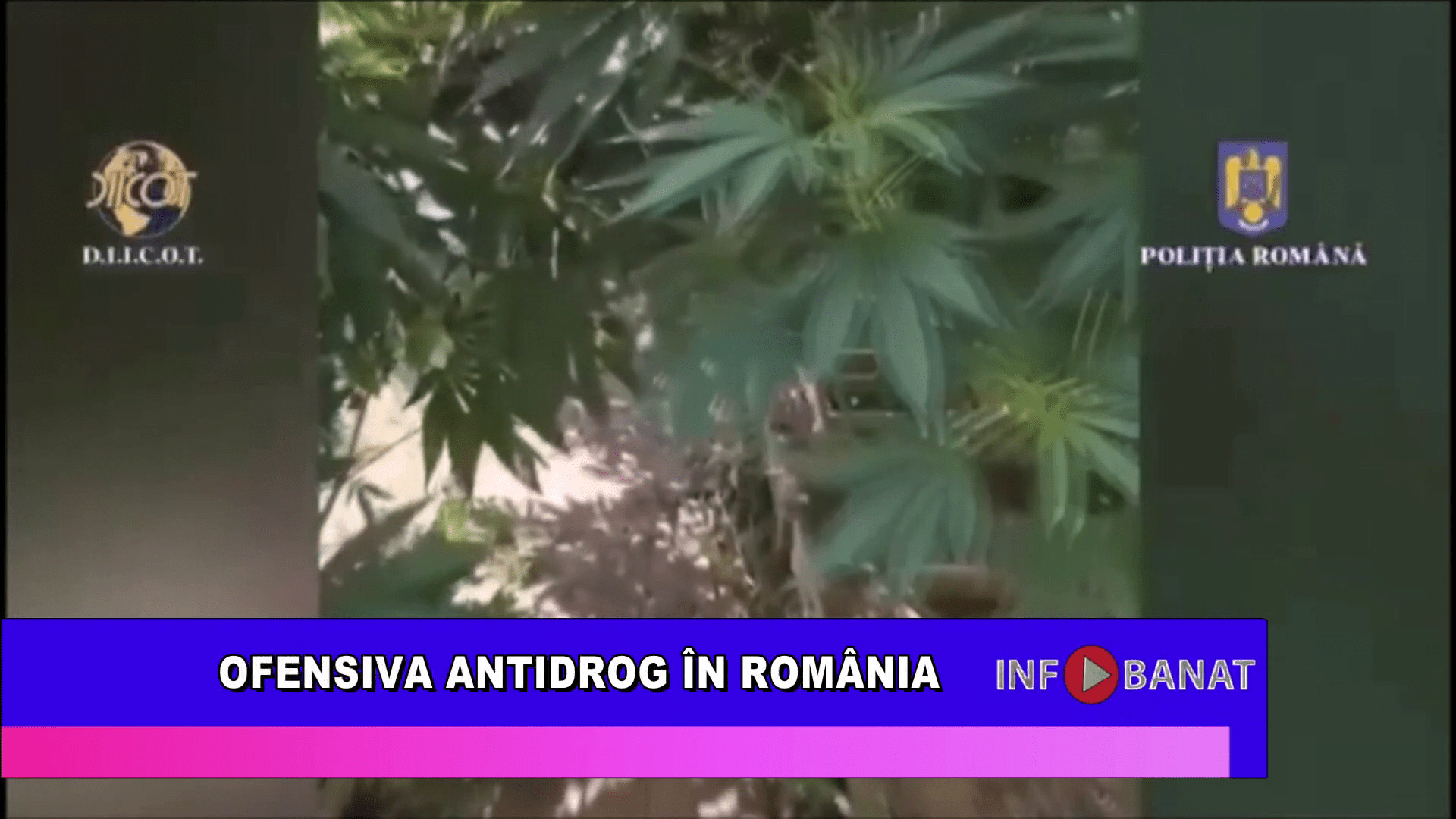 Ofensiva antidrog în România – Banat TV | ține cu tine